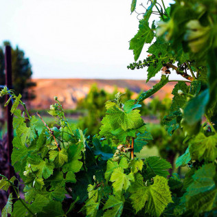 Gallery | Y Knot Winery